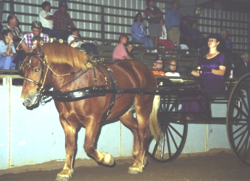 Stitch 'n Hitch - Buggy Harness